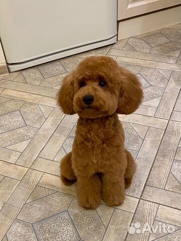 Карликовый пудель вязка