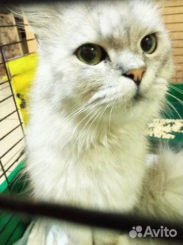 В клинику подкинули кошку с запиской