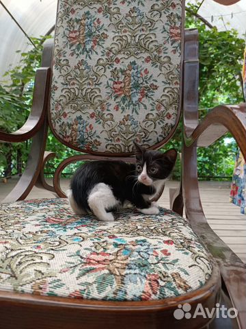 Подкидыш котенок в добрые руки мальчик