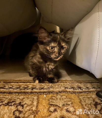 Котёнок