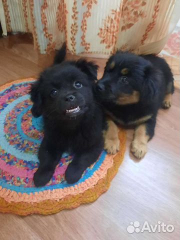 Щенки в добрые руки небольшие