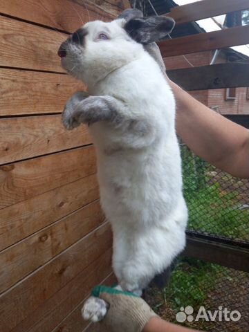 Калифорнийский кролик производитель на племя