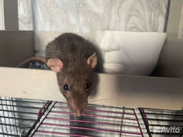 Крыса Дамбо с клеткой бесплатно