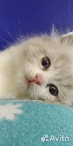 Девочка регдолл