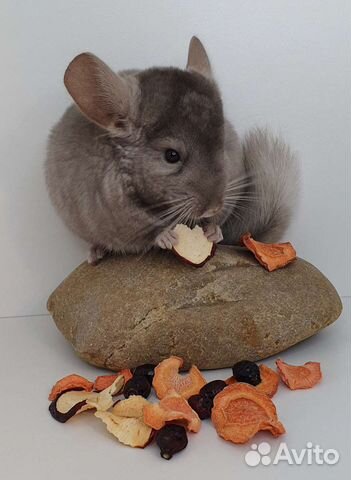 Шиншилленок девочка бархатная пастель средняя 3мес