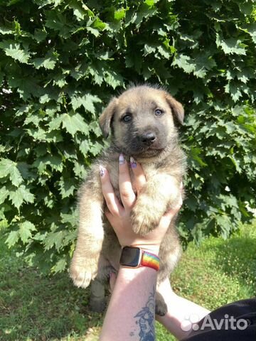 Щенки в любящую семью