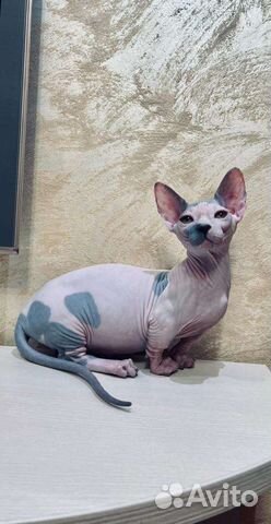 Эльф и Бамбино (кот и кошка парой)