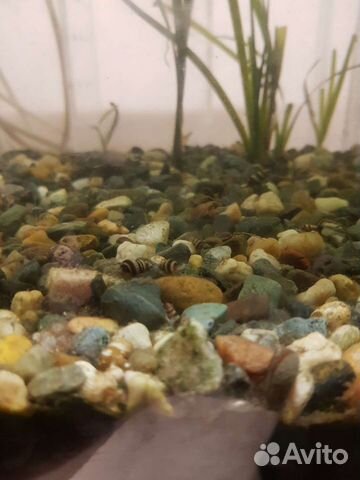 Улитки хелены