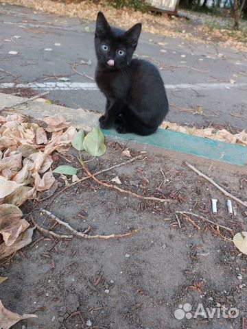 Кошки в добрые руки