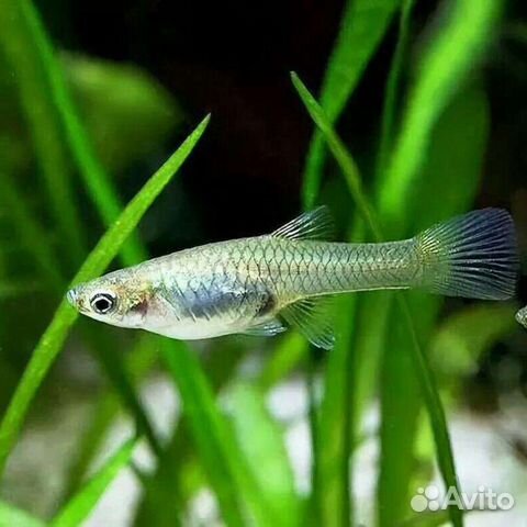 Гуппи бесплатно