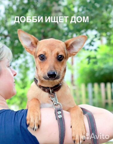 Щенок Добби ищет дом