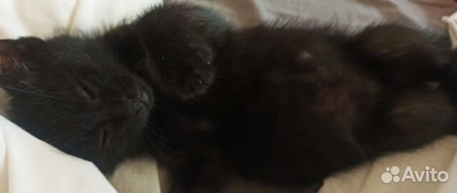 Черный котенок