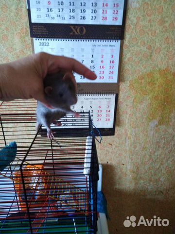 Крыса с клеткой бесплатно