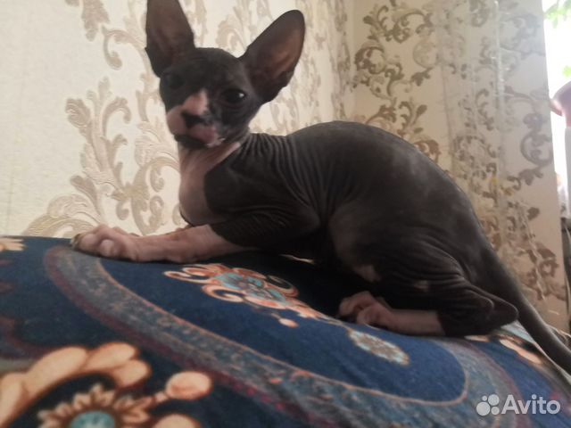 Канадский сфинкс девочка