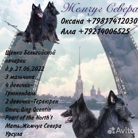 Бельгийская овчарка