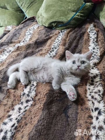 Кошки шотландцы