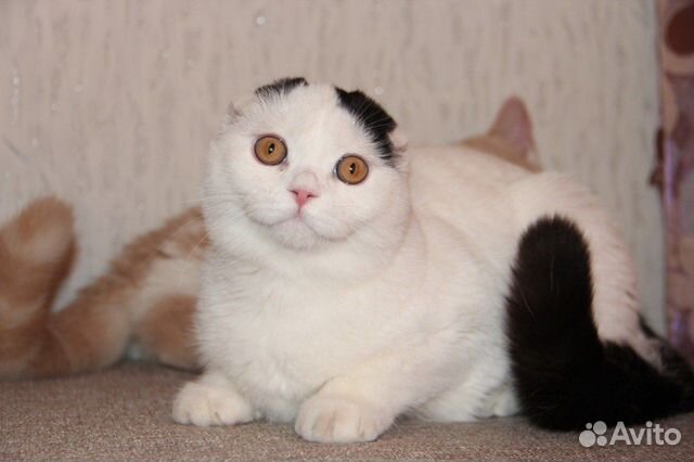 Шотландский вислоухий кот в разведение
