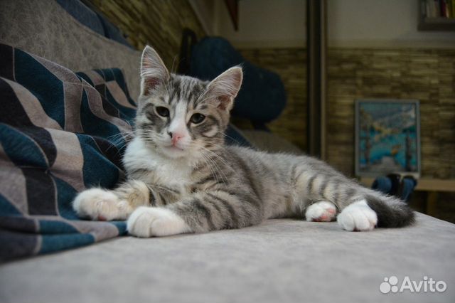 Котенок Морфей