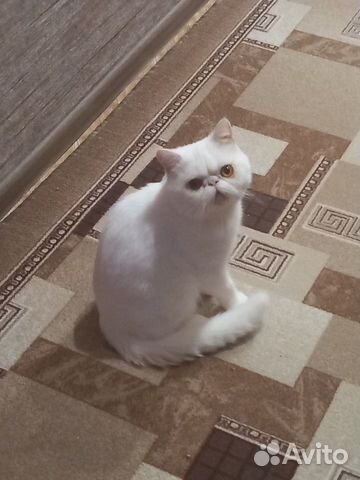 Экзотический кот