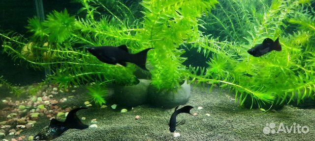 Моллинезия