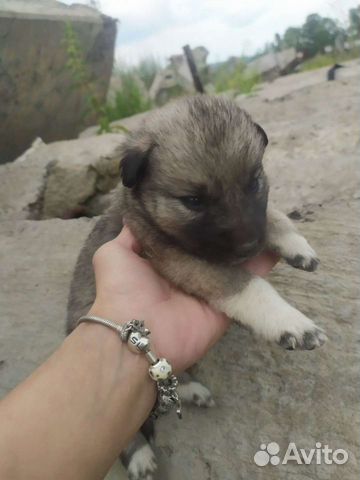 Щенки алабая бесплатно