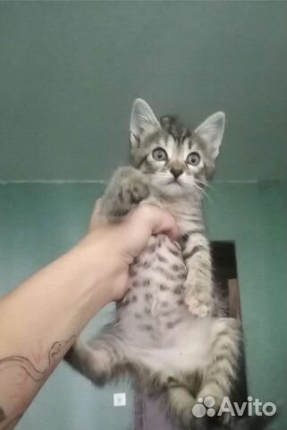 Серый котенок девочка
