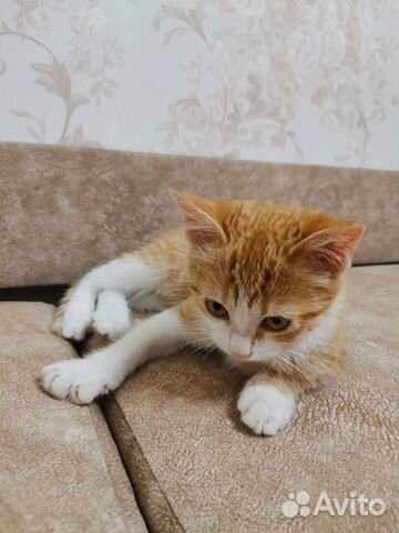 Озорной котёнок ищет весёлую семью