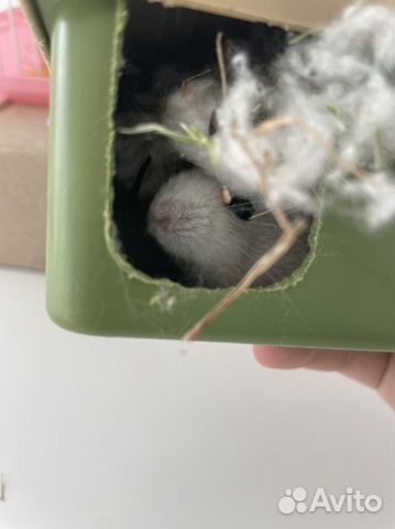 Джунгарик девочки