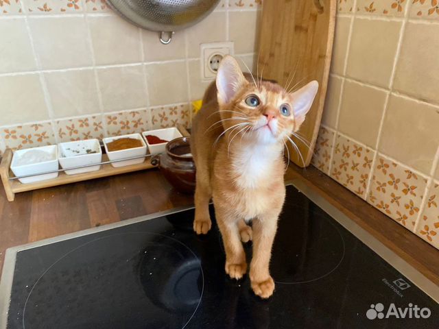 Абесинский котенок чистопородный с документами