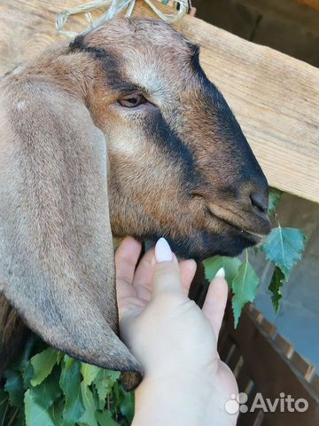 Вязка козёл англонубиец