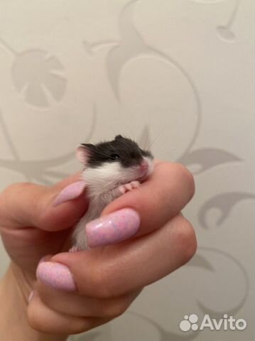 Хомячок Кэмпбелла