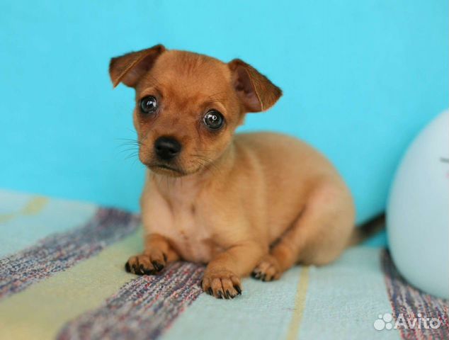 Нежная рыжая куколка