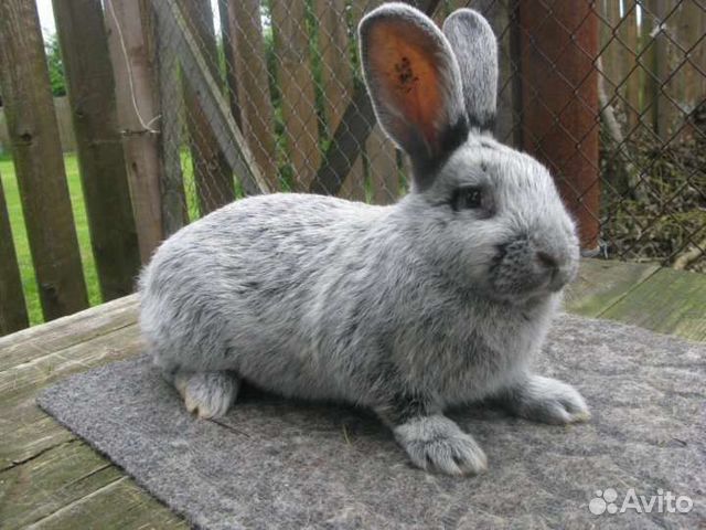 Кролики бсс