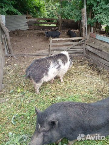 Вьетнамский вислобрюхий хряк