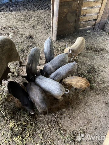 Поросята кармалы