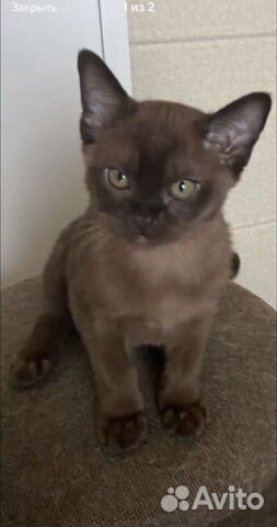 Бурманские котята