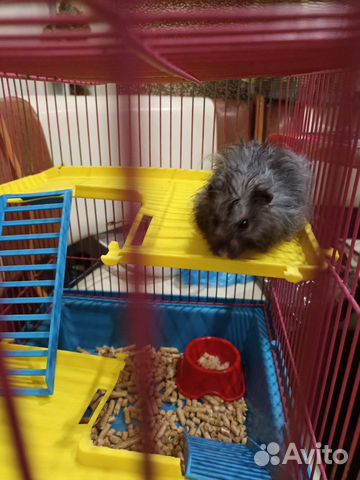 Сирийский хомяк с клеткой