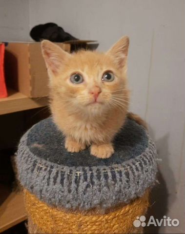 Лучик ищет дом