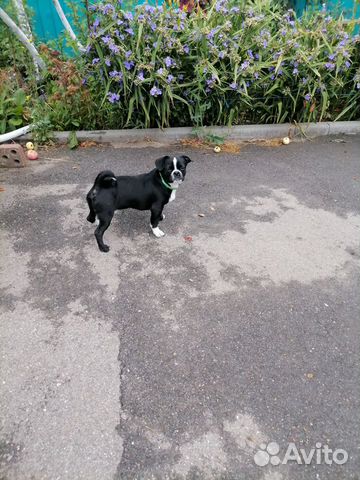 Собака чихуа