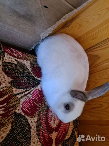 Декоративный кролик