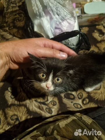 Котёнок Стив