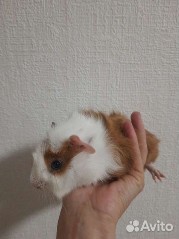 Морская свинка