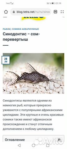 Сом длинною 10 см