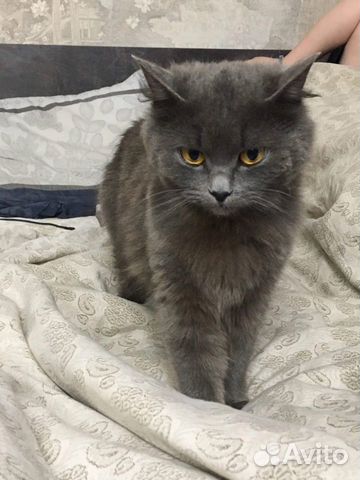 Ищем хозяина для кошечки