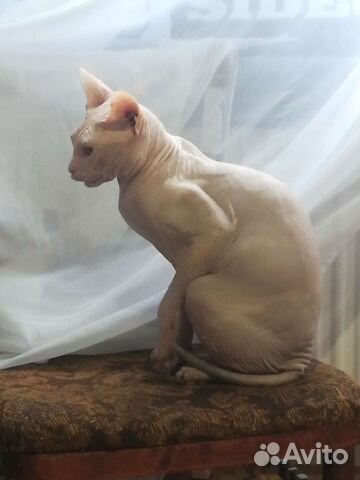 Кот донской сфинкс