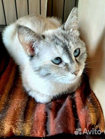 Молодая кошечка Сима метис тайки