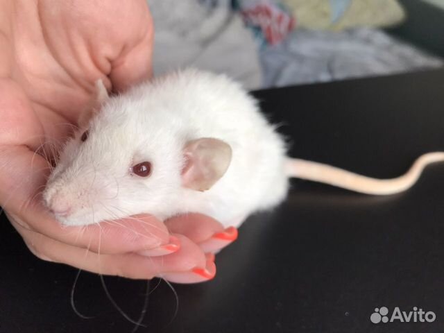 Крысенок рекс айвори