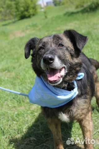 Собака из приюта борется за жизнь