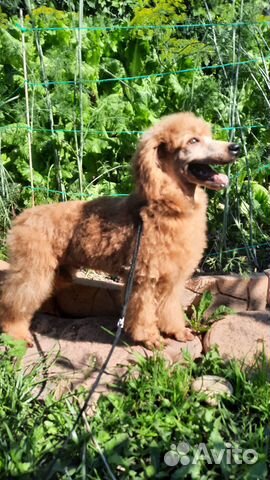 Мальчики -абрикосики 5мес миниатюра и той