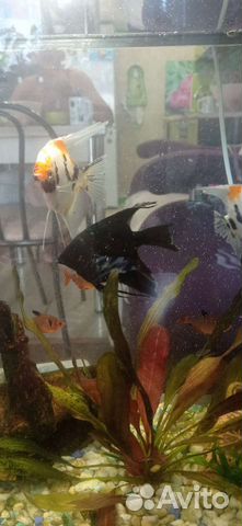 Скалярия самка- продажа/обмен